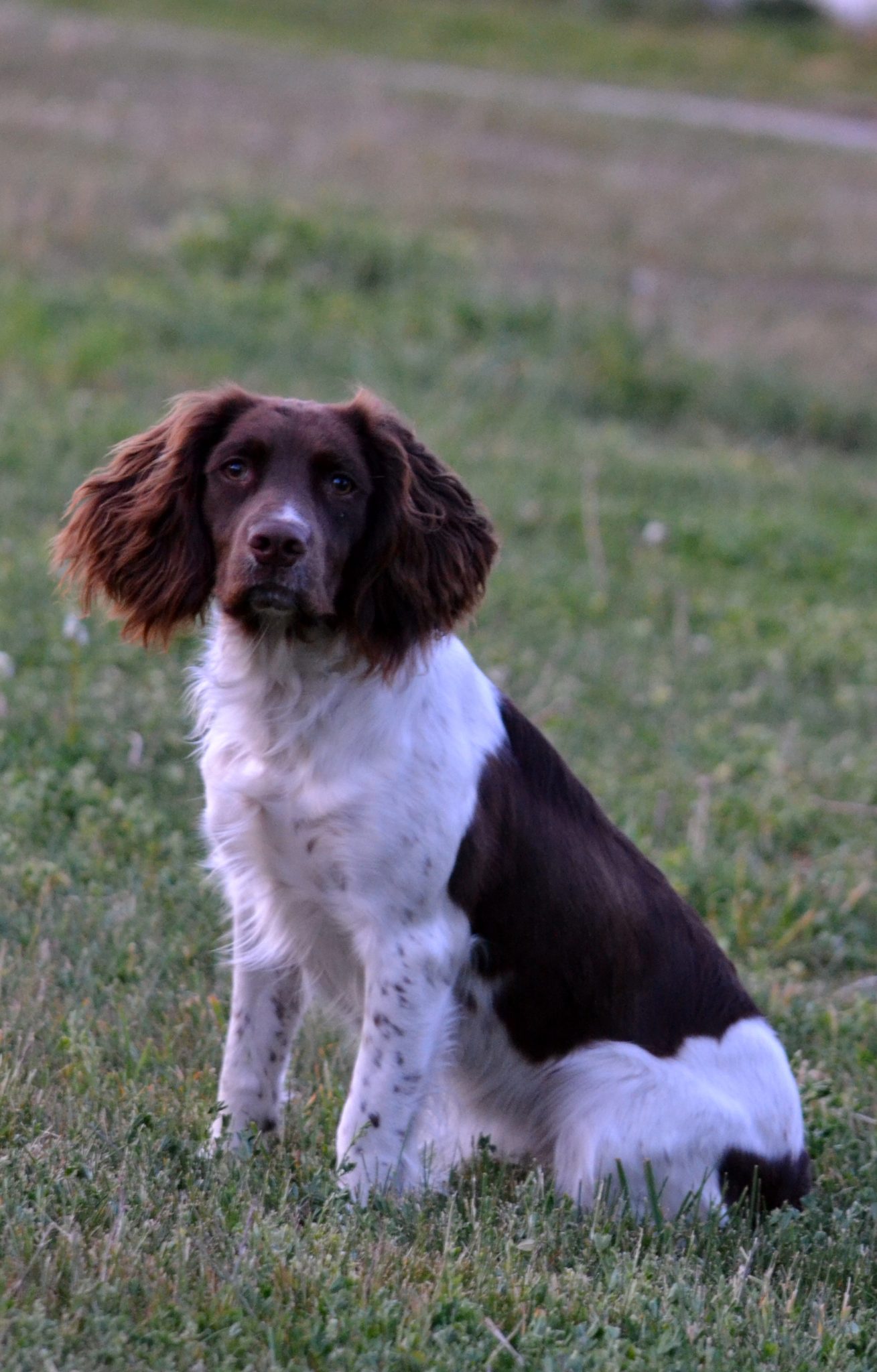 Slånsnårets Kennel – Jaktspaniels med fart och stil