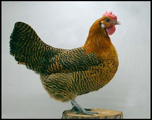 Hoenders | K.M. Het Wase Neerhof vzw