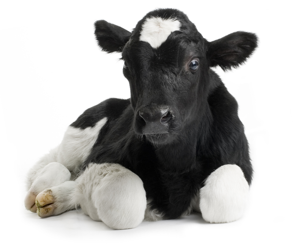 Kalverådgivning | Ko-vet