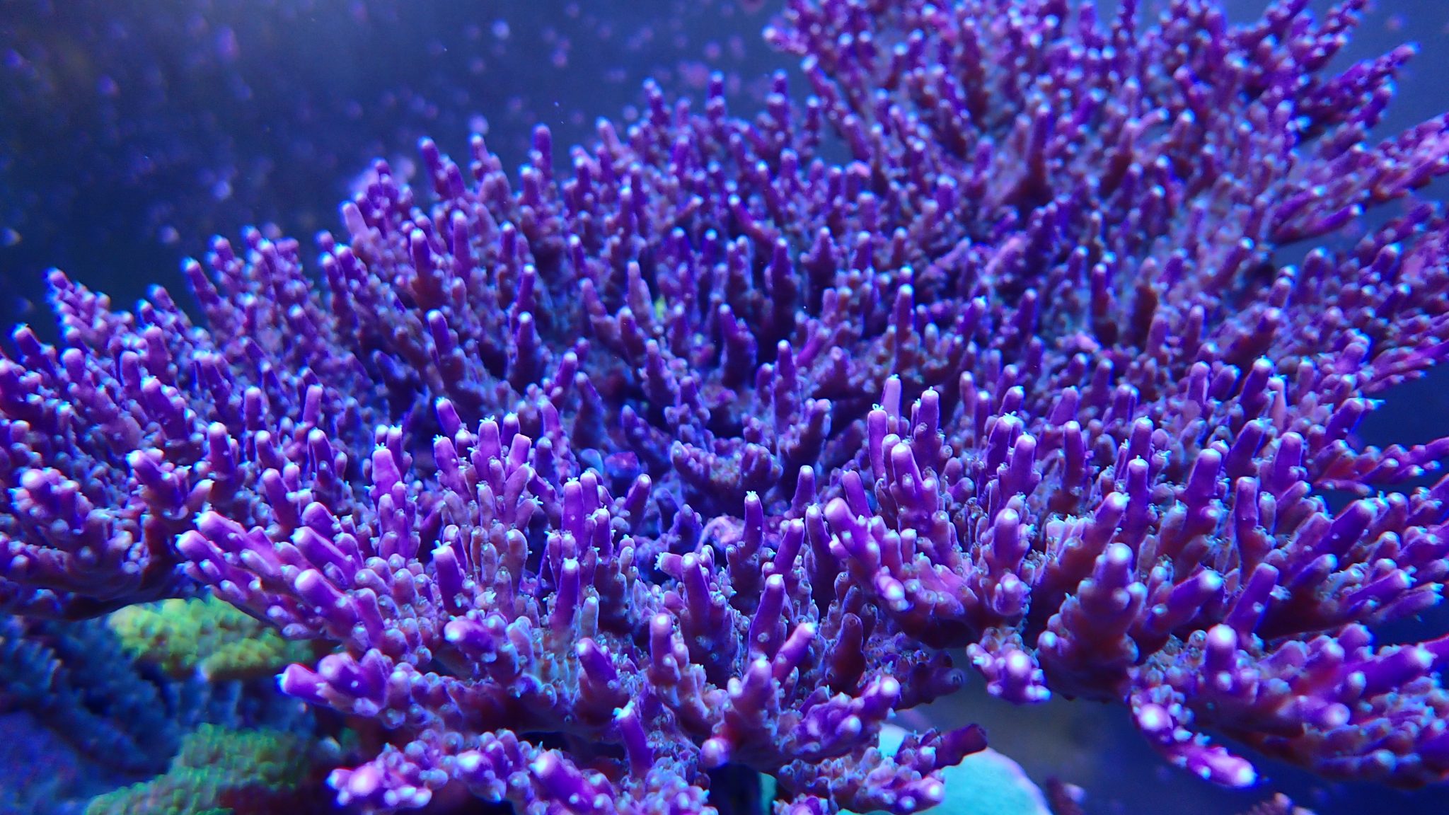 Acropora valida - Konrads Korallfarm