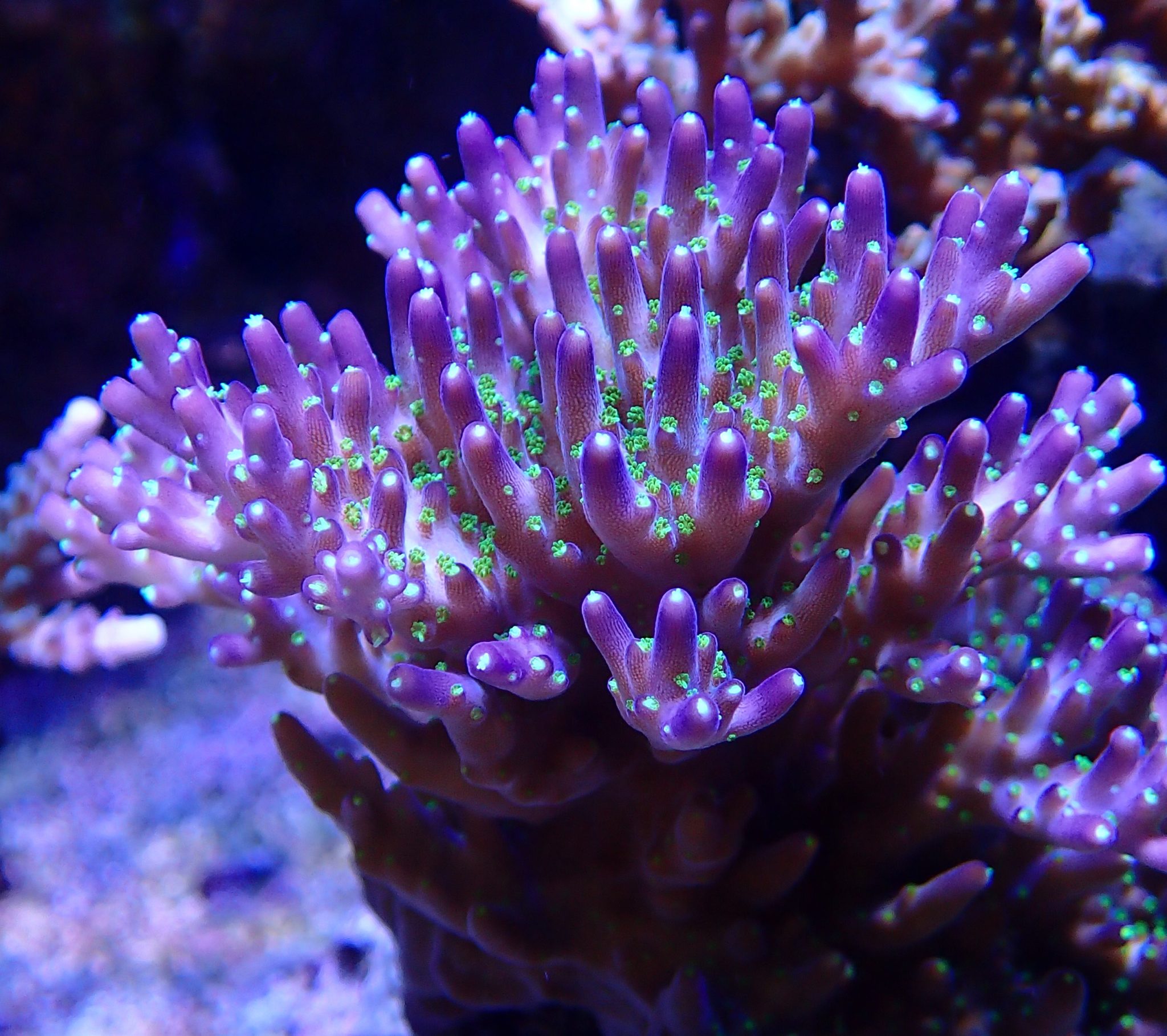 Acropora valida, tricolor - Konrads Korallfarm