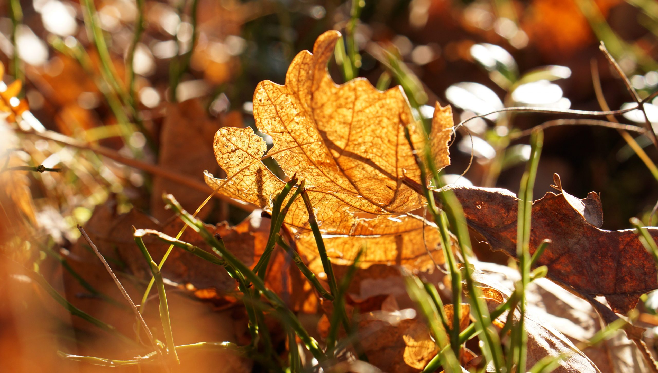 Välkommen till natursköna Kristdalabygden! - Kristdala