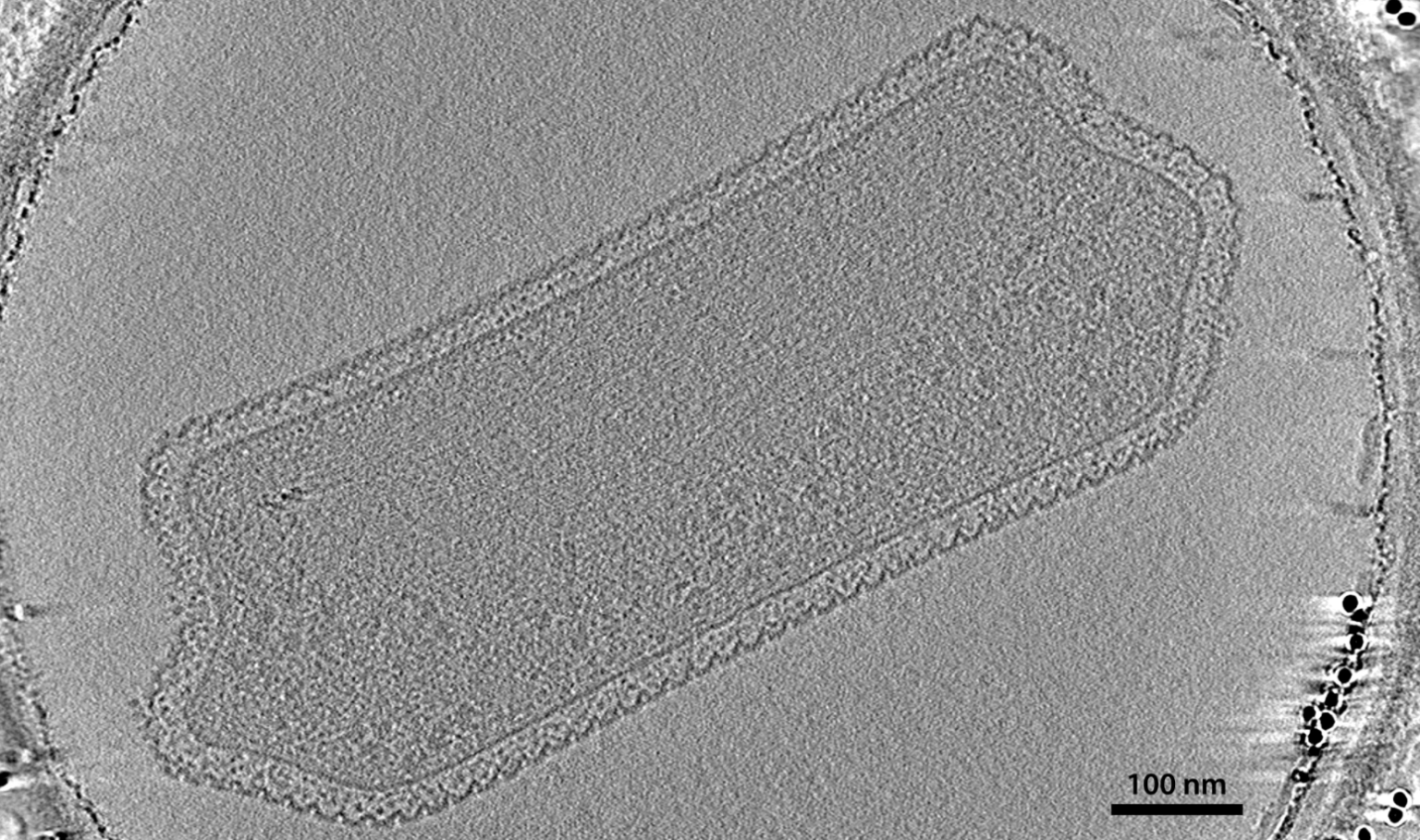Archaea - Learning Arctic Biology