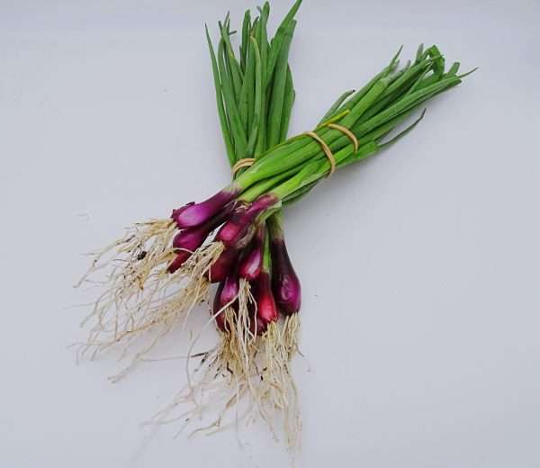 Oignons ciboule du potager rouge (botte) - Le potager du bien manger