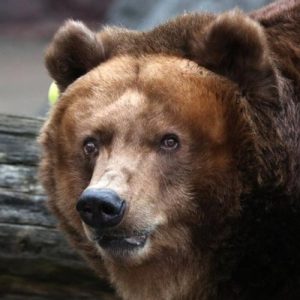 Bear Eyes | Like Nature - Premium online Taxidermy Supply