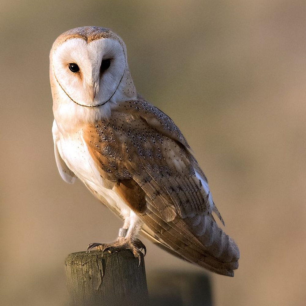 Barn Owl (Tyto alba) | Like Nature - Premium online Taxidermy Supply Barn Owl (Tyto alba) | Like Nature - Premium online Taxidermy Supply