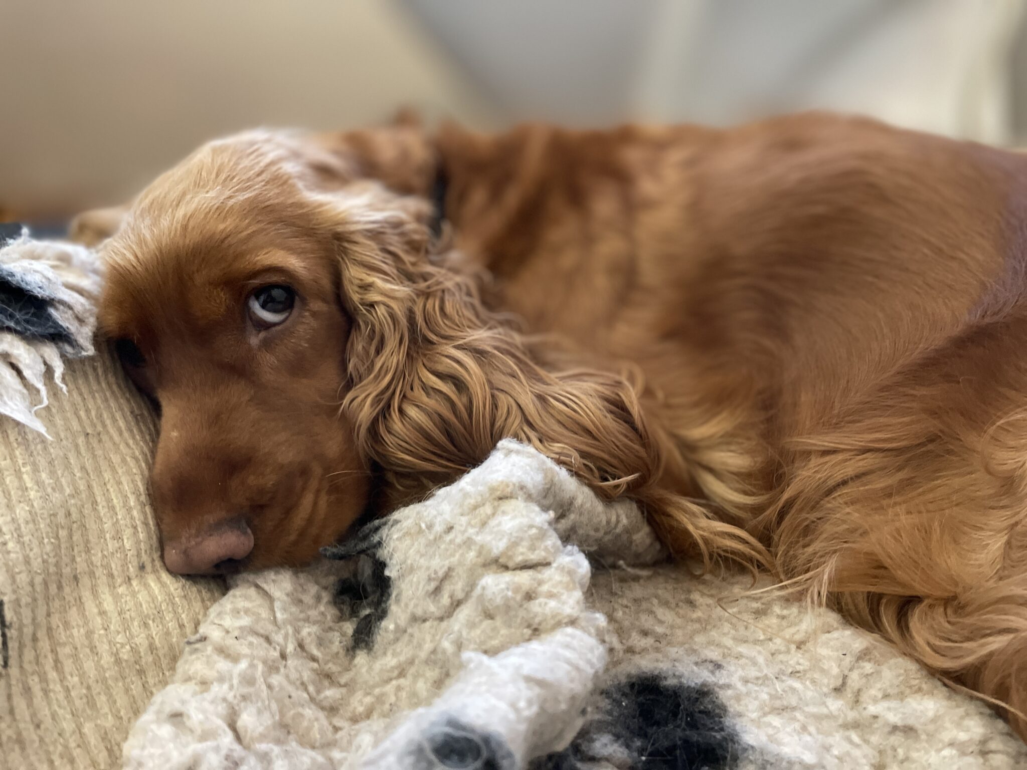 Cockerpoo / Cockerdoodle – Lille Bassumgård