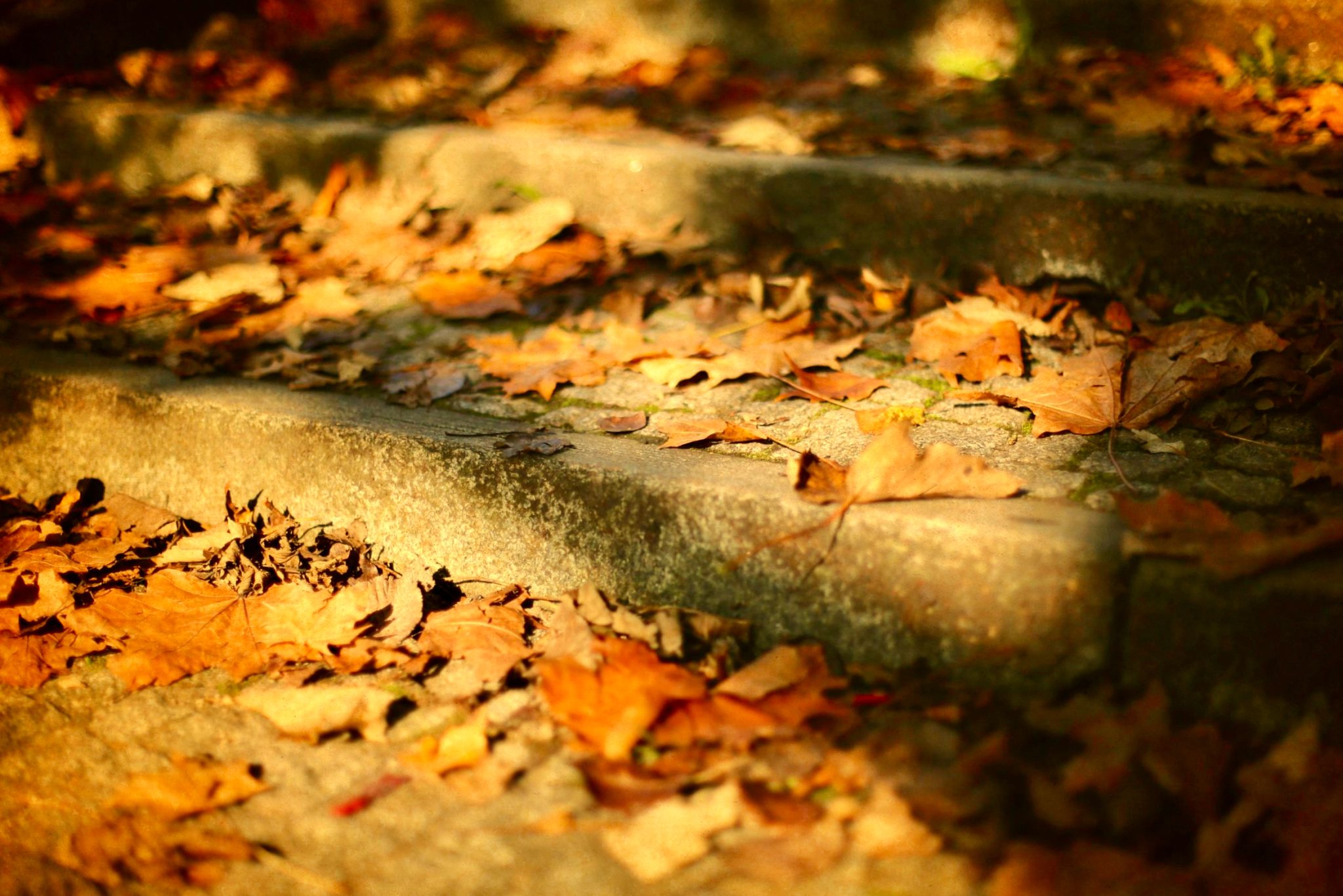 All Things on Earth Point Home in Old October - Mihaela Limberea