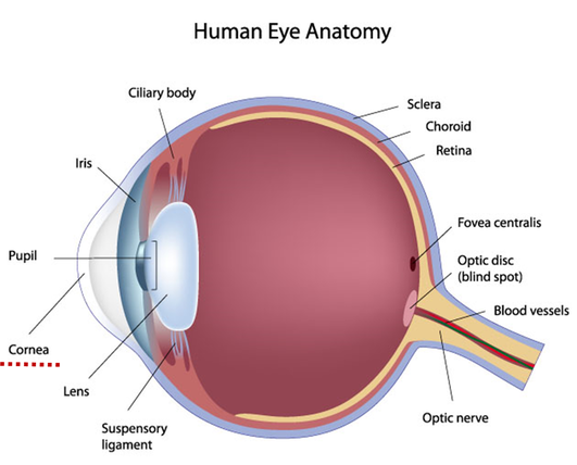 CORNEA ANATOMY & FUNCTIONS