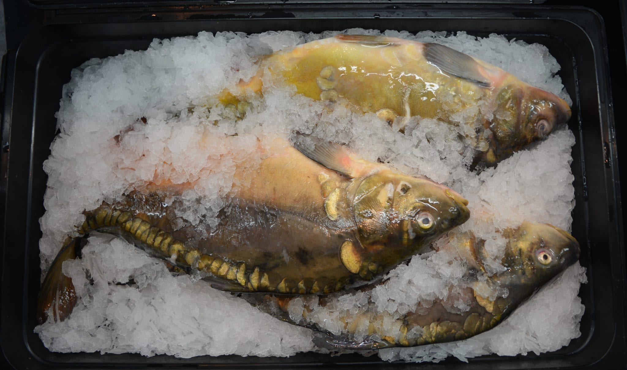 Fisk & Skaldjur – LUCU FOOD