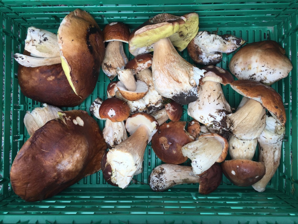 steinsopp – matmagi.no