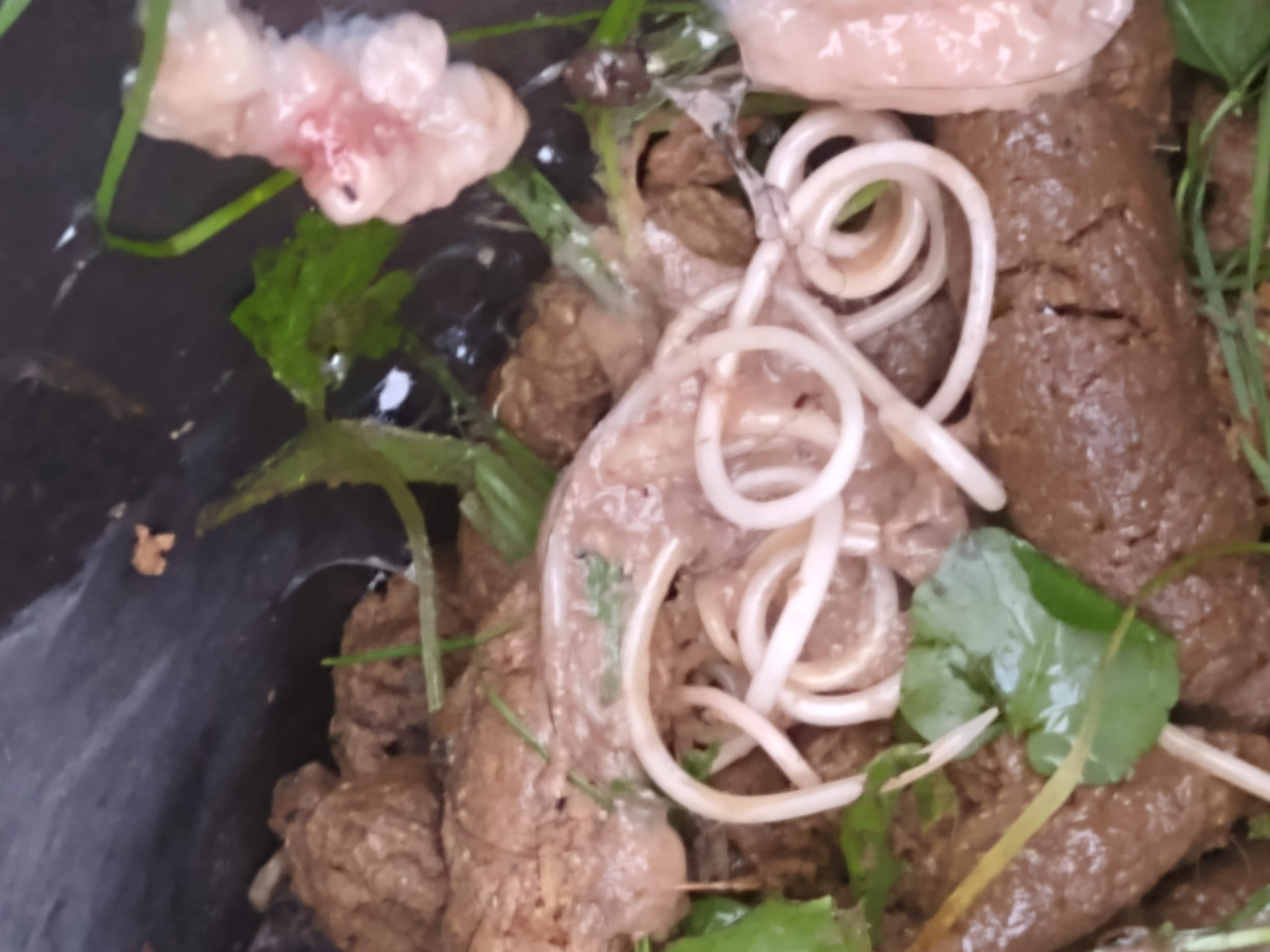 Spoelwormen - MestCheck