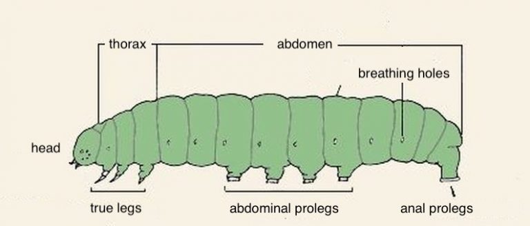 A caterpillar or not? - About larvae - My blog