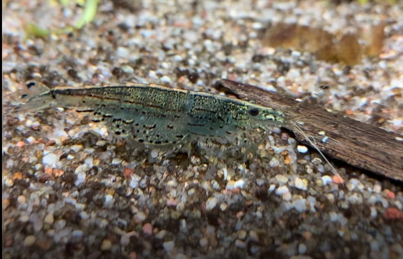 Rejer - MP Tropefisk altid en spændende akvariebutik at besøge