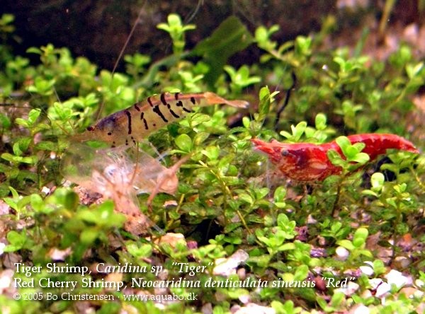 Rejer - MP Tropefisk altid en spændende akvariebutik at besøge