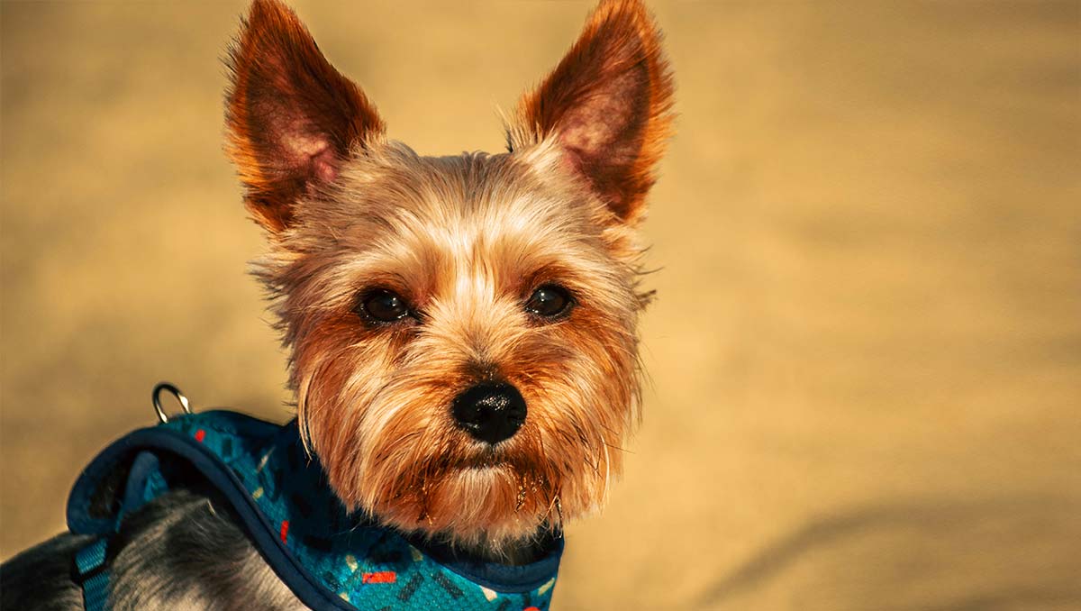 Sådan plejer og vedligeholder du din hunds pels | MyBestBuddy.dk Sådan plejer og vedligeholder du din hunds pels | MyBestBuddy.dk