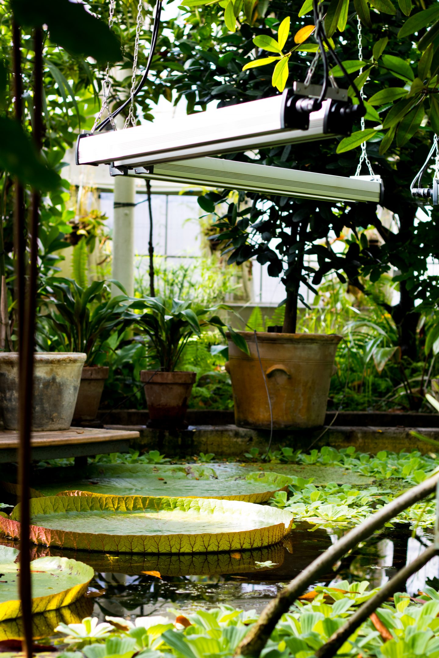 Botanical Garden Pt. 2 - Mycafe101