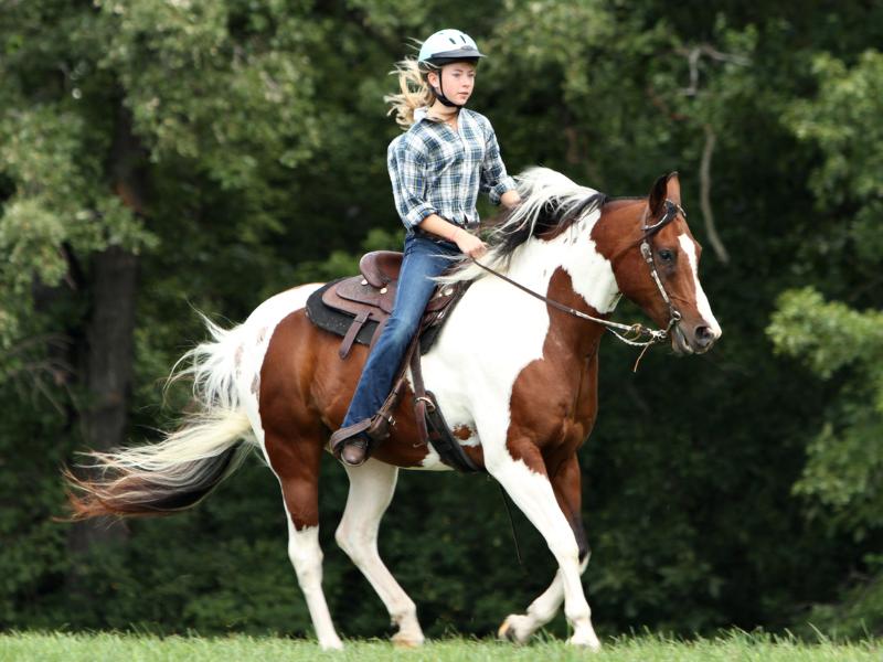 What are the basics of horse riding? - My life is better with horses