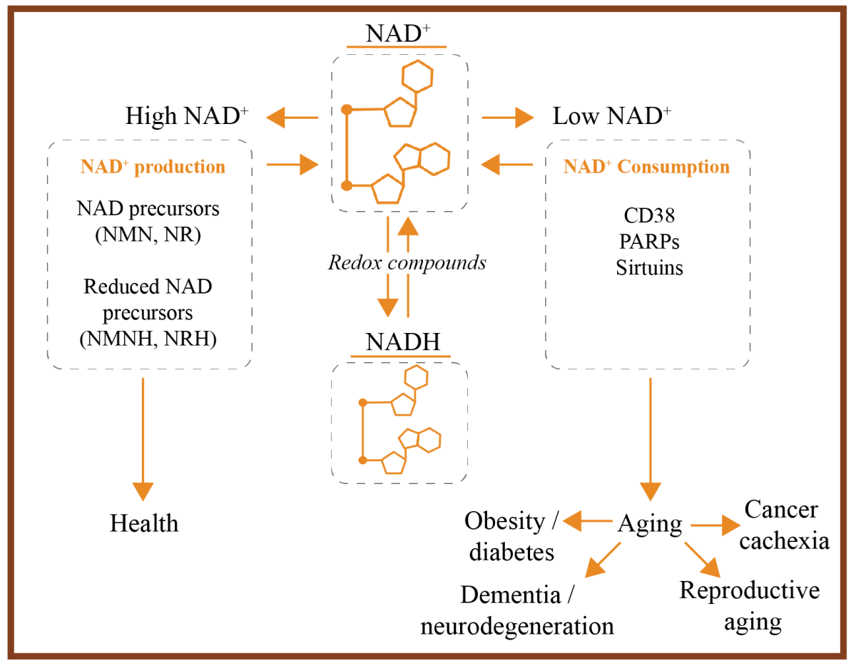 NAD+ – www.nadis.eu