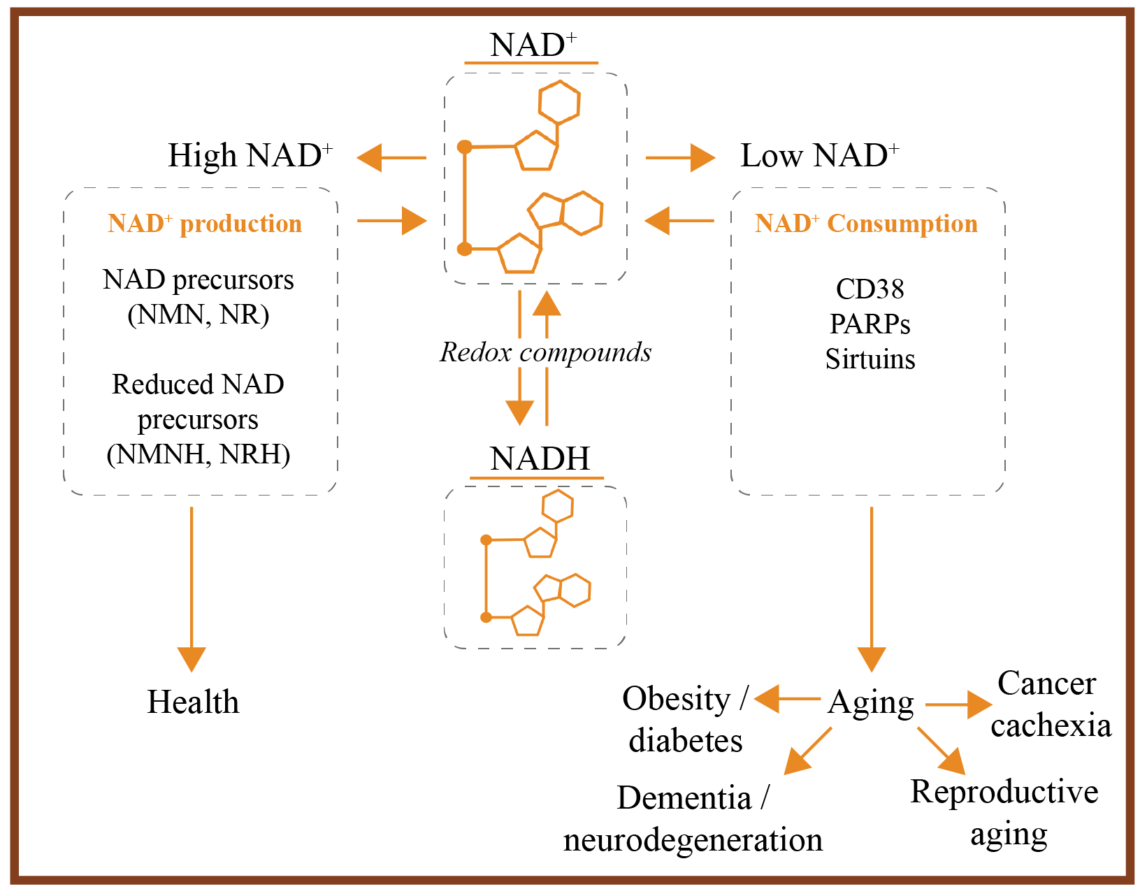 NAD+ – www.nadis.eu