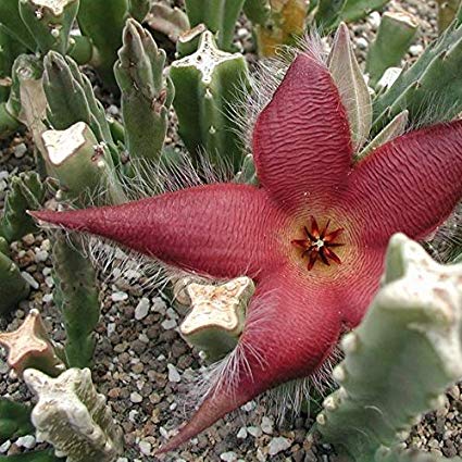Stapelia: coltivazione, cure, moltiplicazione, specie più belle ...