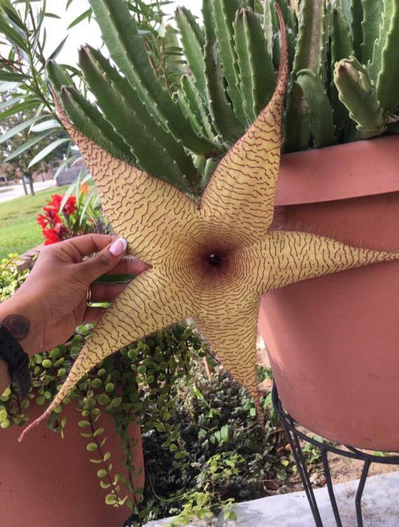 Stapelia gigantea Stapelia gigantea Stapelia variegata Stapelia hirsuta ...