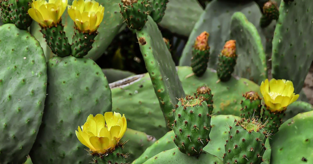 Nopal, pale fico d'India: proprietà, benefici, ricette, integratori ...