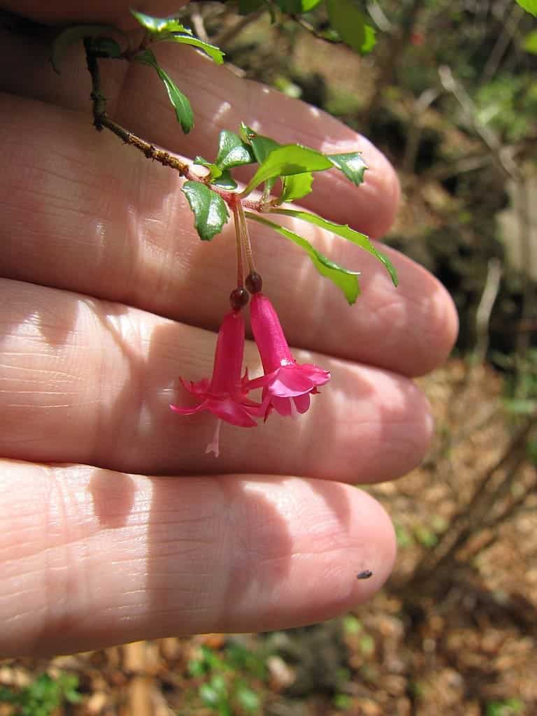 Fuchsia: coltivazione, cura, moltiplicazione, specie e varietà più ...