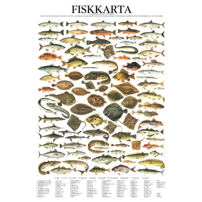 Vackert kort med fiskmotiv efter gamla skolplanscher.