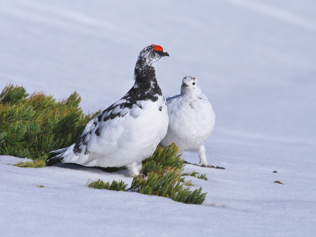 Ukens rødlisteart Fjellrype - Naturfilmkanalen