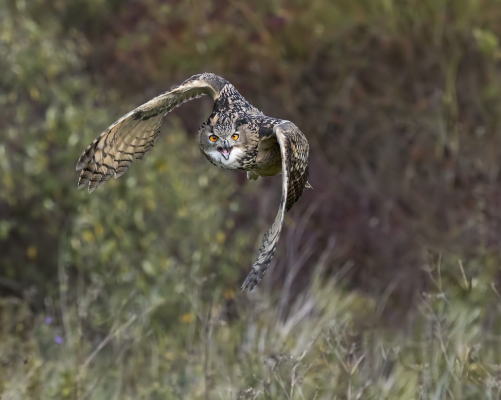 Ukens alder på art Hubro Hubroen kan bli opp til 20 år gammel ...
