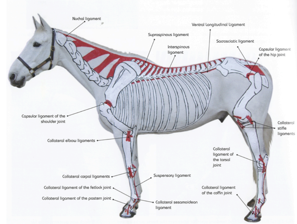 Hestens anatomi – Ligamenter (Ledbånd) – Vejen til en sund hest i balance