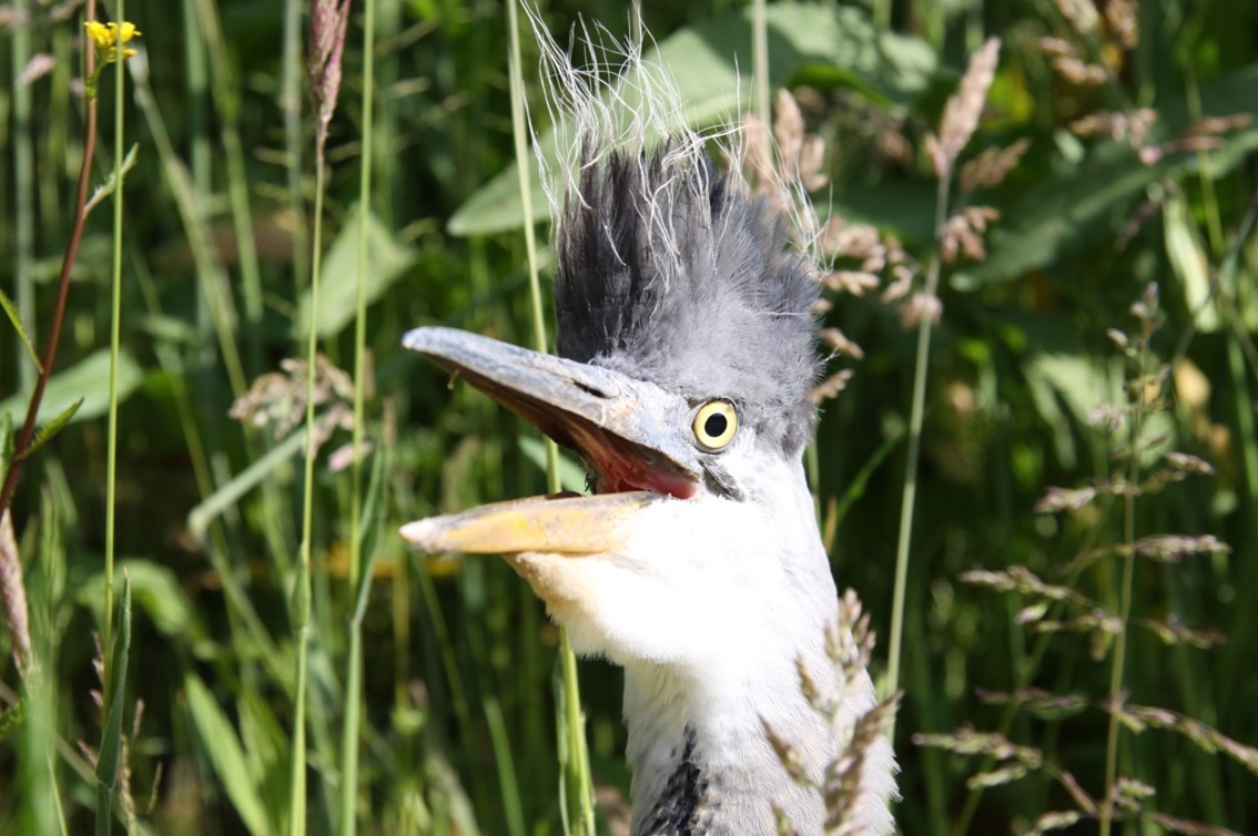 Een onbekend stukje natuur - deel 2 - Natuurpunt Hasselt-Zonhoven