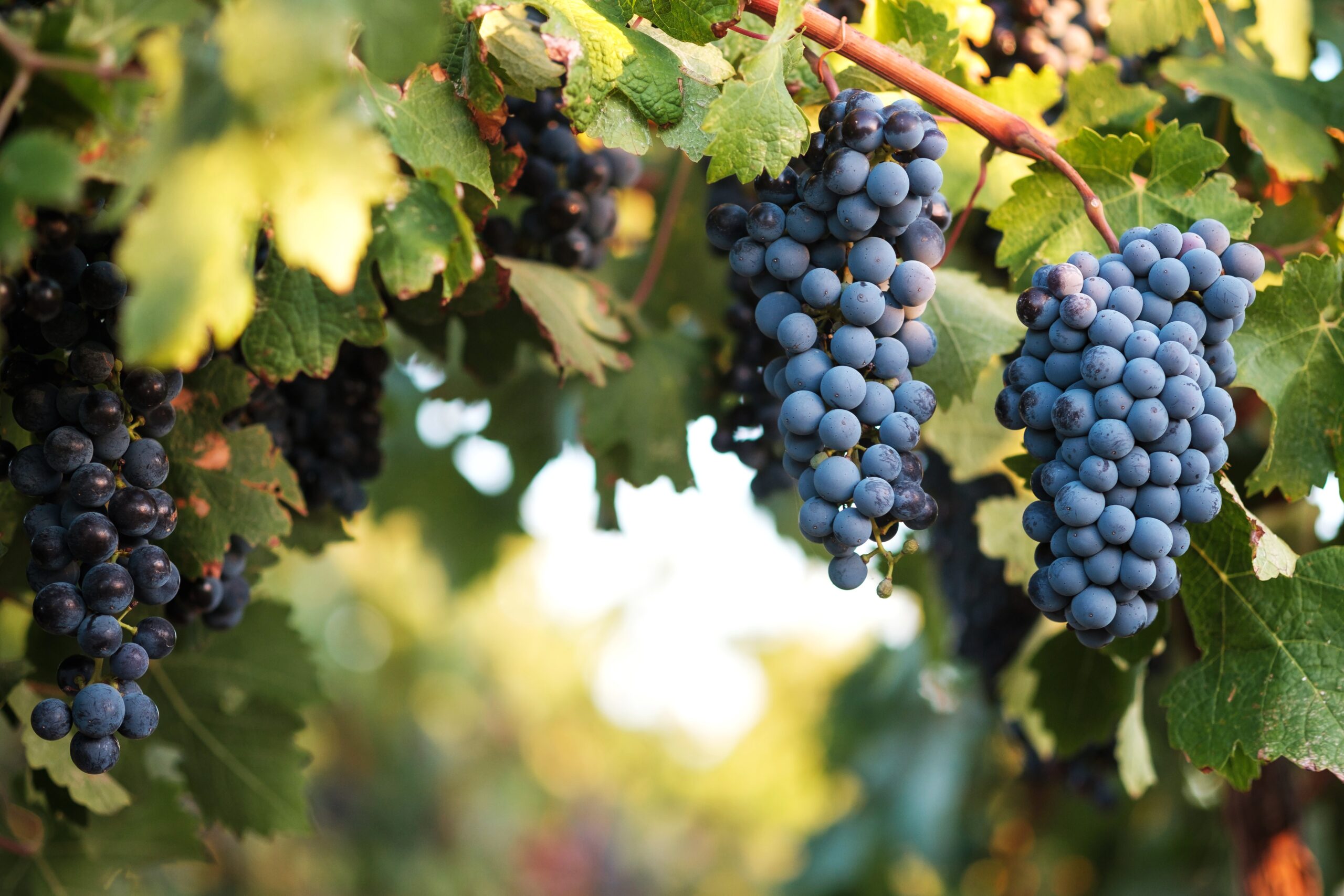 Domein Zavel waagt het als eerste met syrah