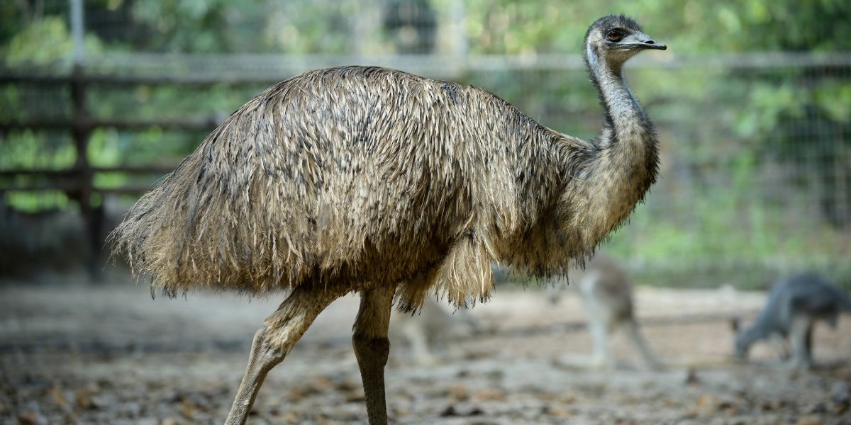 Skyddsjakt på vilsen Emu i Östergötland - Nongrata