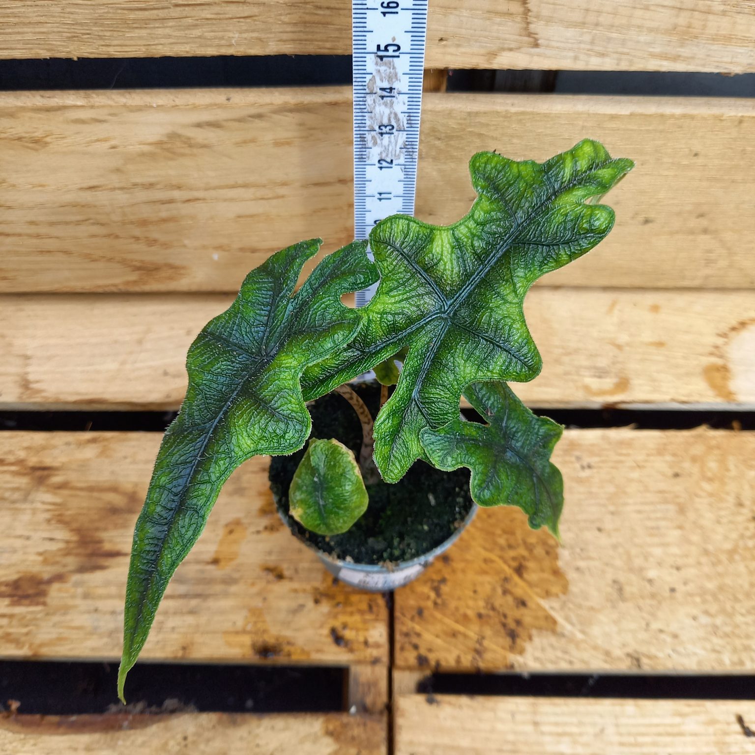 Alocasia Jacklyn – Nonnebo Webshop