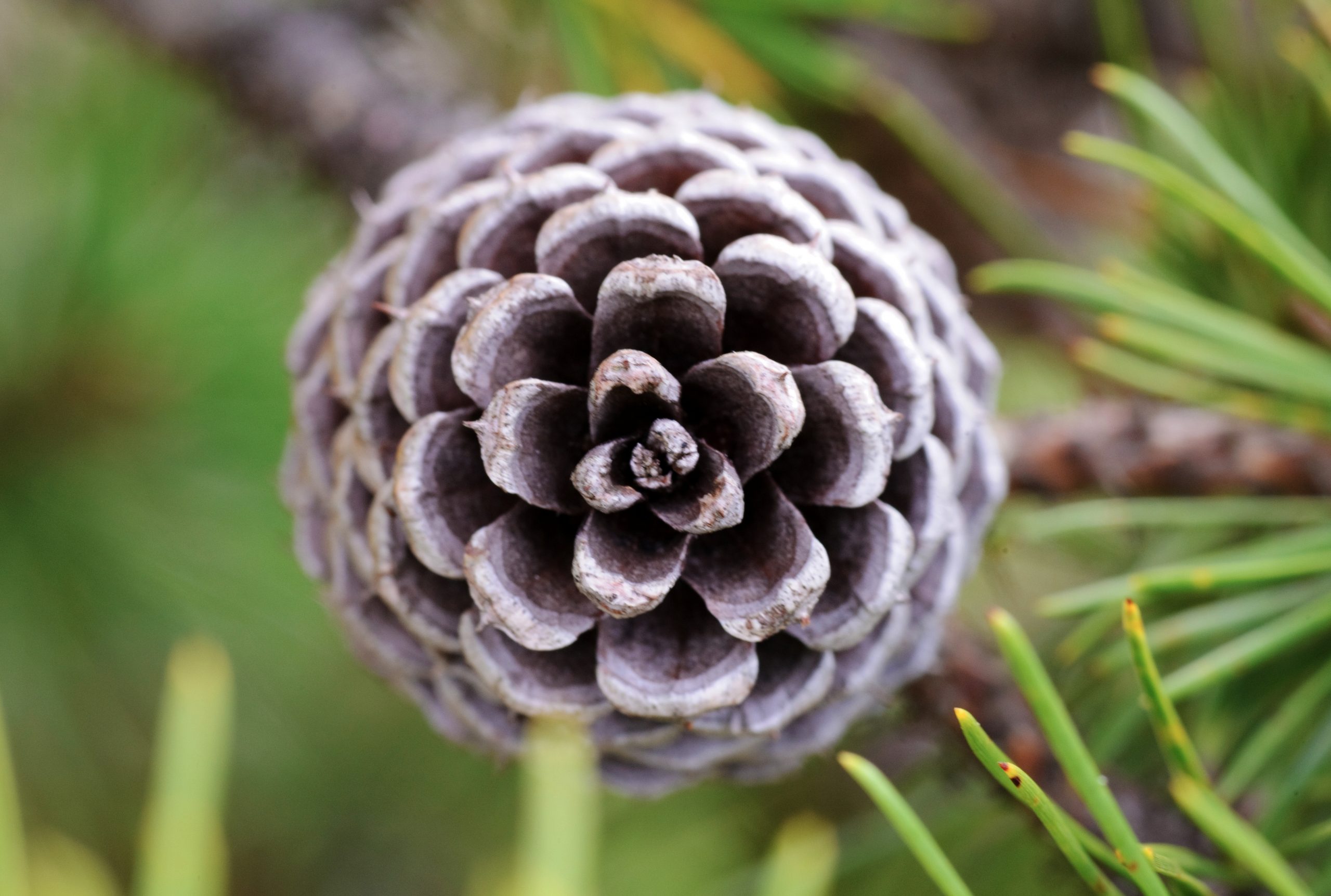 PINE CONE - Nordic Biomimicry
