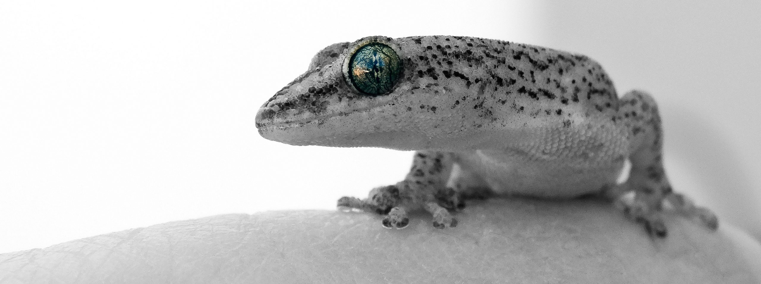 GECKO - Nordic Biomimicry