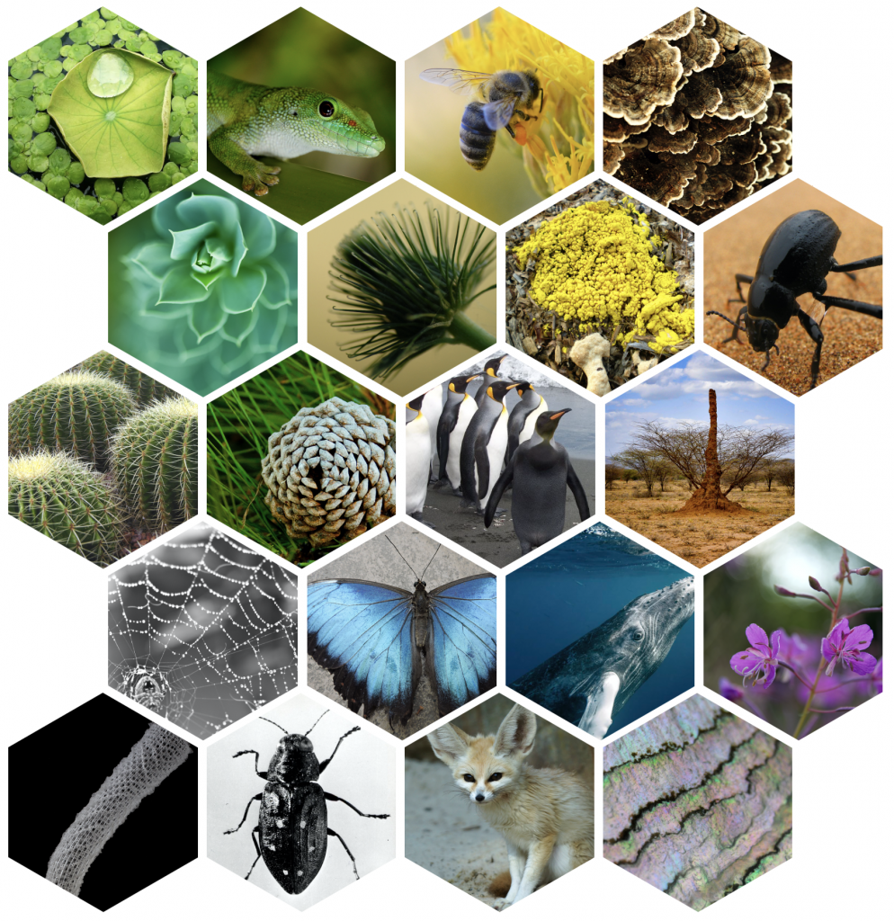 FRONTPAGE - Nordic Biomimicry
