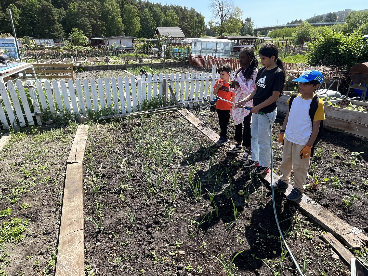 Tomater, tålamod och gemenskap odlas på grönt kollo - Nyhetsbyrån Järva