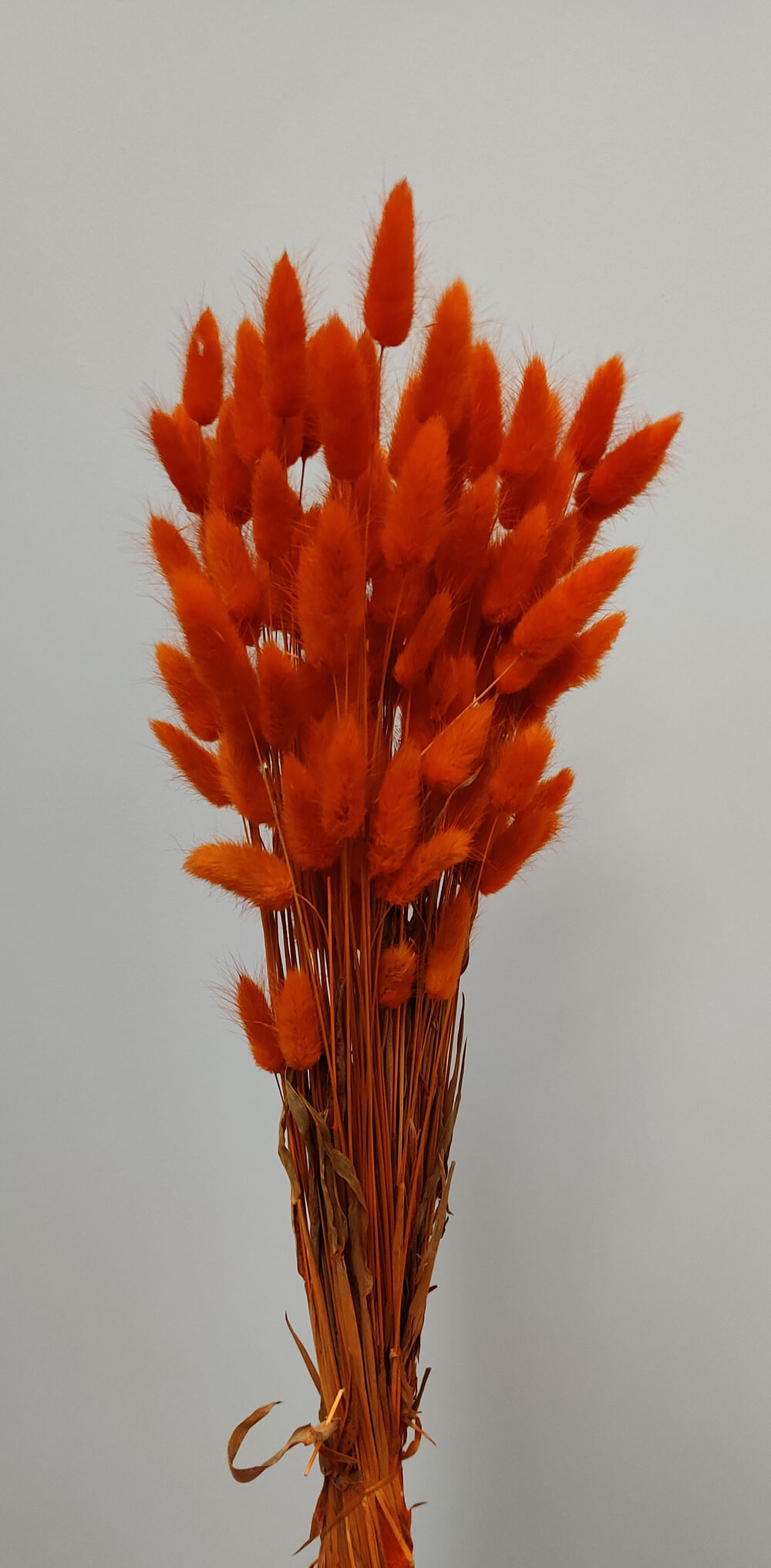 Bunny Tails Oranje Oasis Garden By Suenaert