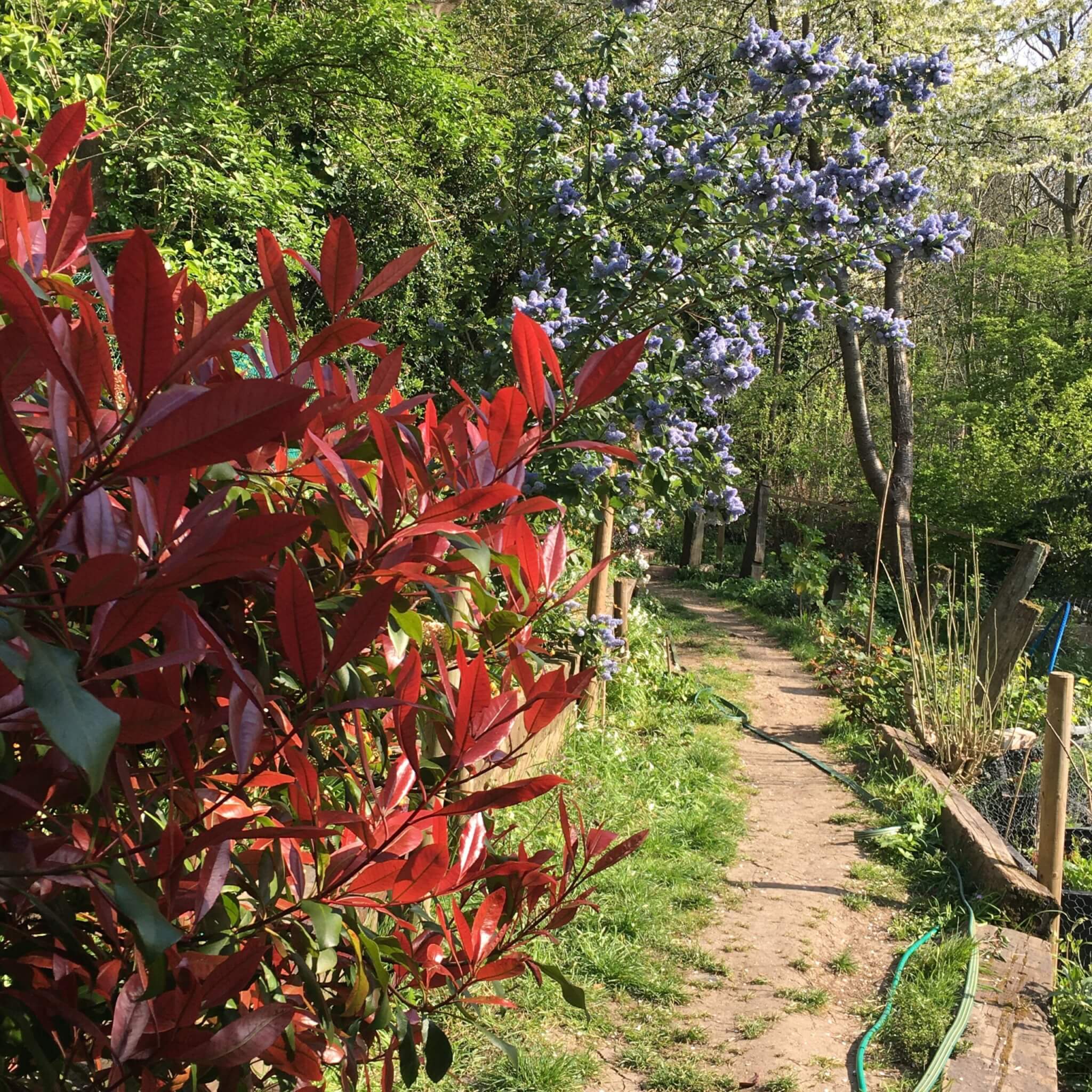 Gallery - Olden Community Garden