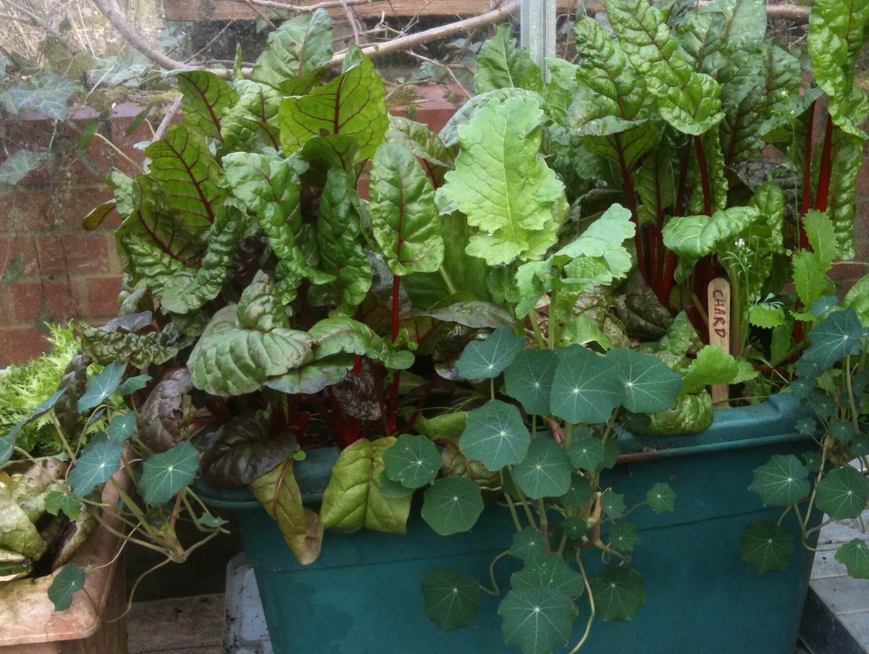 Our community - Olden Community Garden