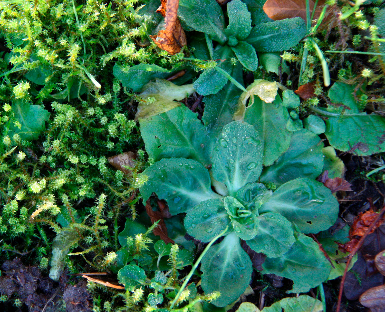 Vilde spiselige planter 10 april 2022 - Opdag Naturen