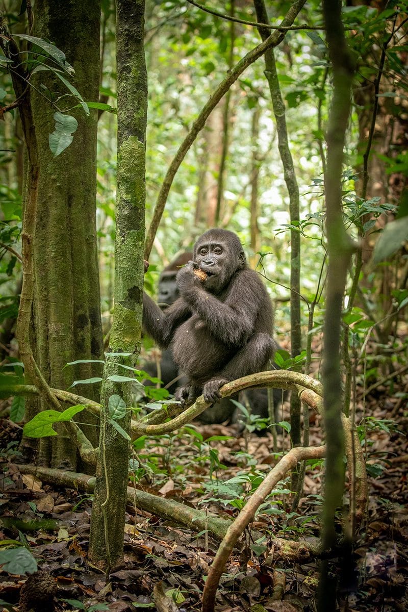 Uncover the Secrets of Dzanga Sangha National Park - outback-africa.net