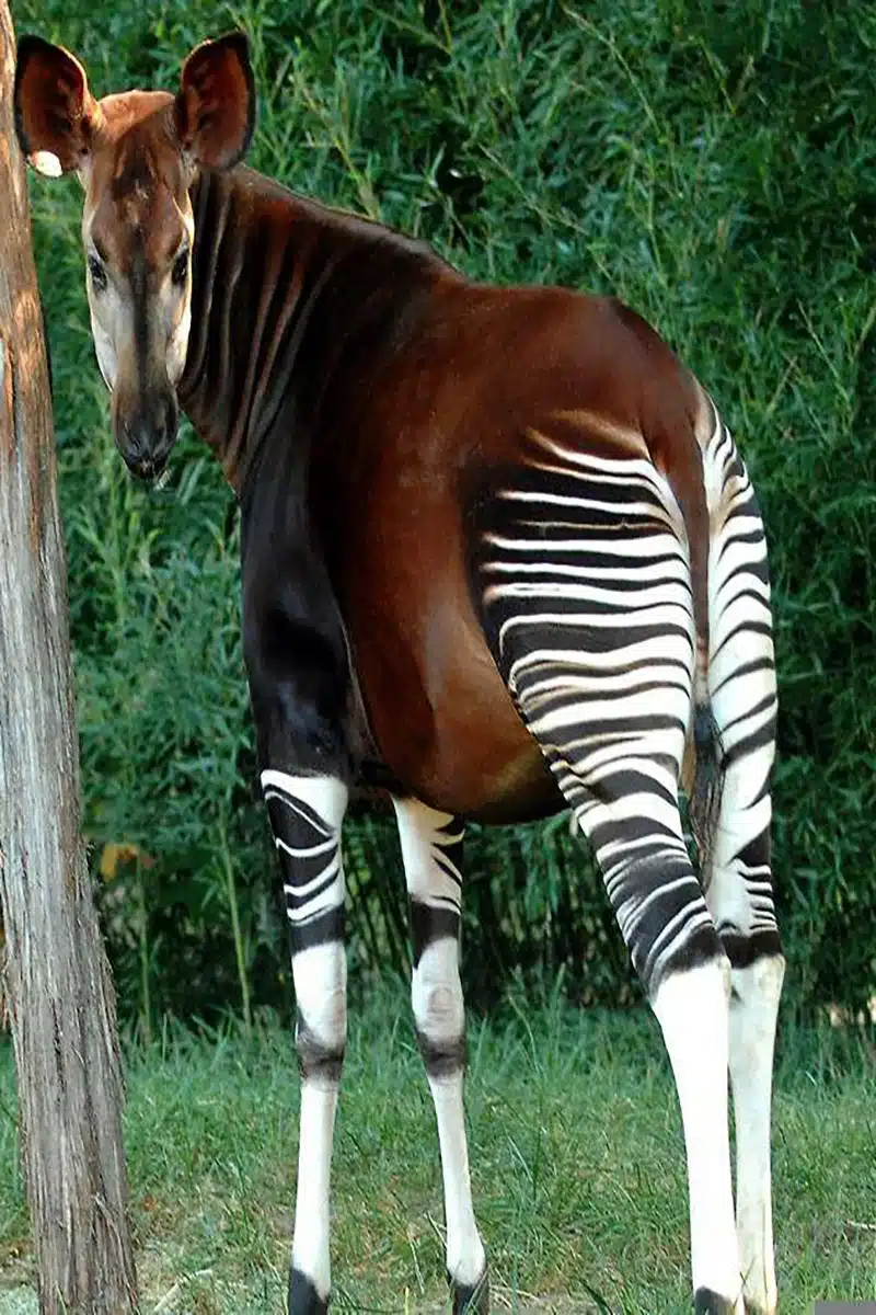 Okapi & The Ituri Forest Tour - outback-africa.net