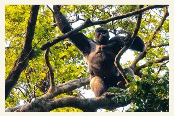 Uncover the Secrets of Dzanga Sangha National Park - outback-africa.net
