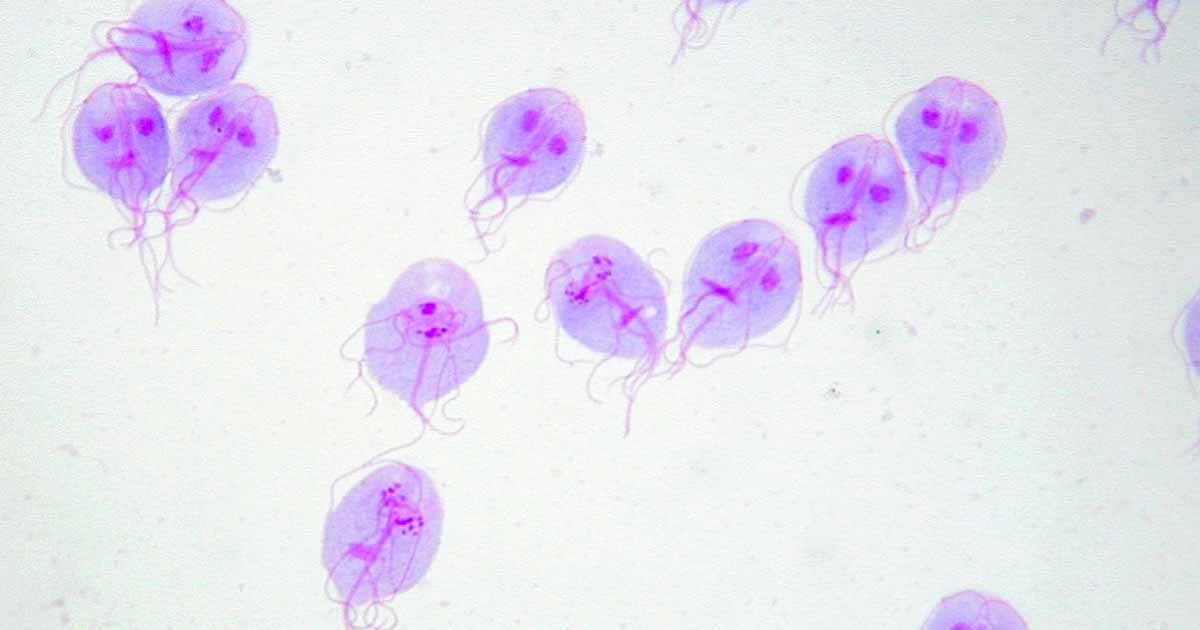 Giardia lamblia – ParasiteClinic