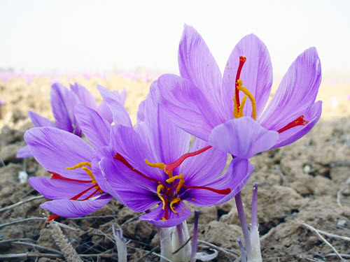 Köp saffran i hela pistiller online - Pardis Saffran