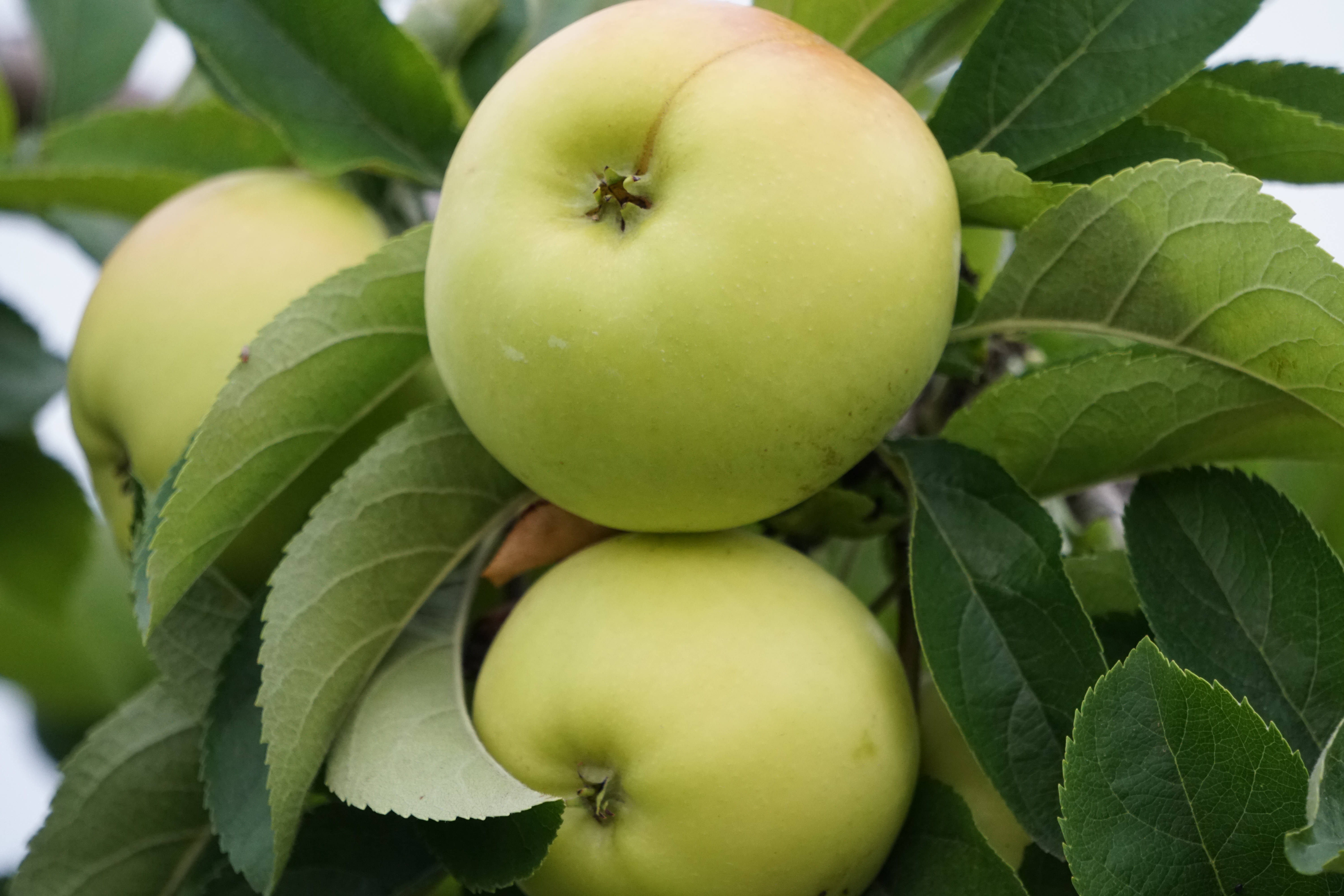 Apple Orchards 01 | Penelope Peru Photography